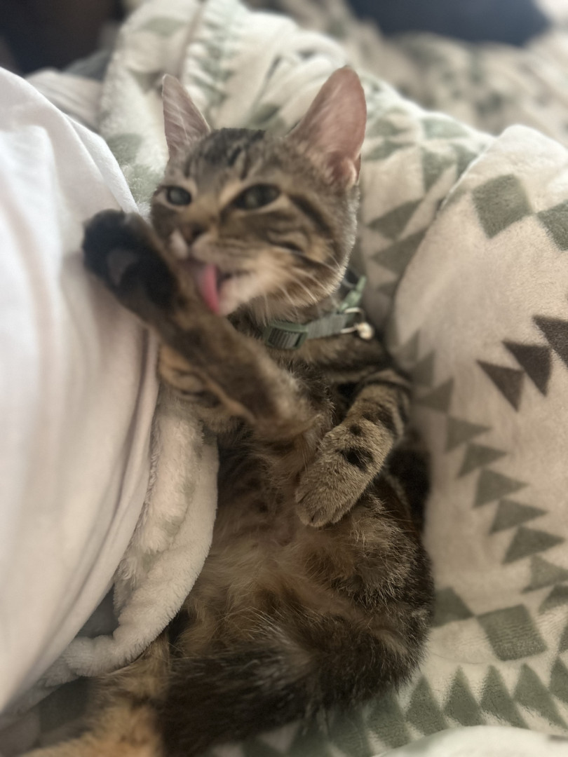 Luna | America's Favorite Pet