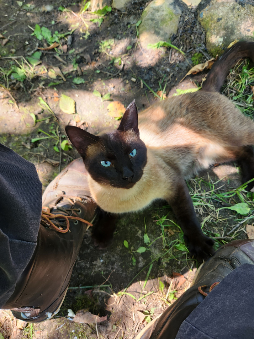 Bruno | America's Favorite Pet