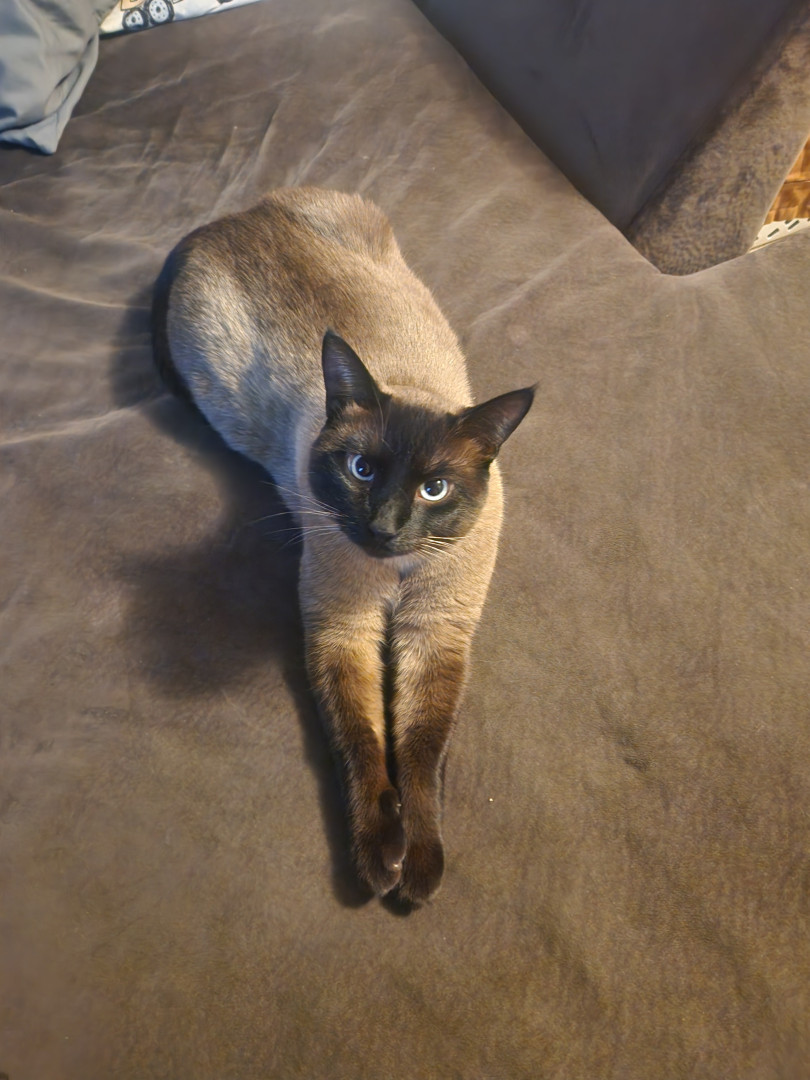 Bruno | America's Favorite Pet