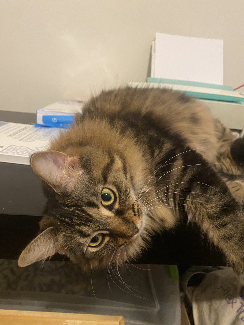 Princess Momo | America's Favorite Pet