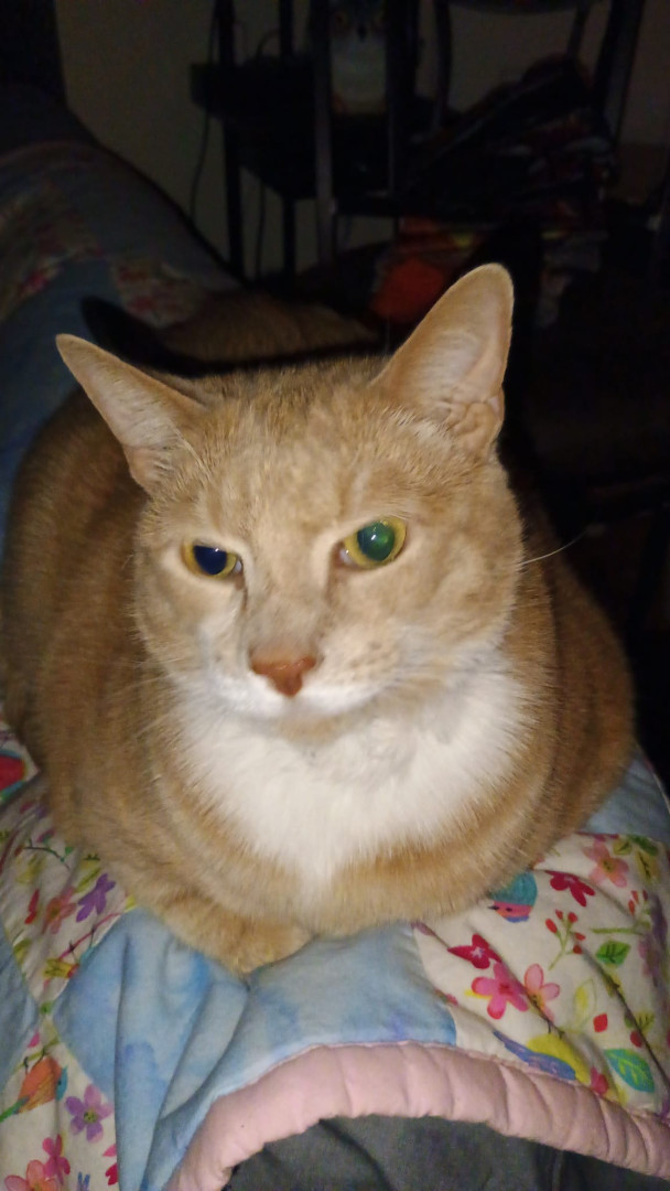 Toby | America's Favorite Pet