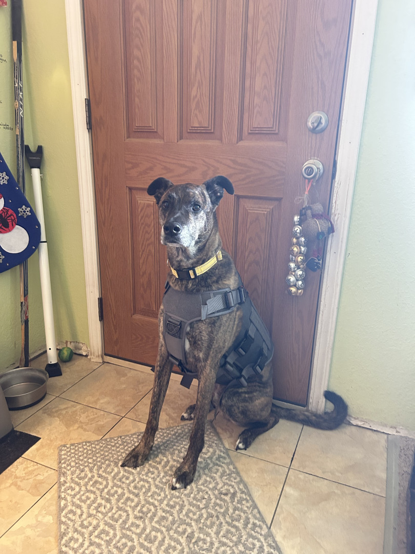 Benjamin | America's Favorite Pet