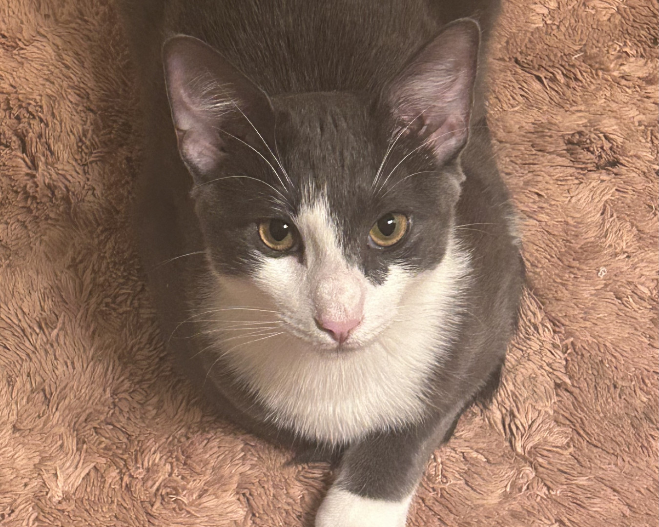 Andy | America's Favorite Pet