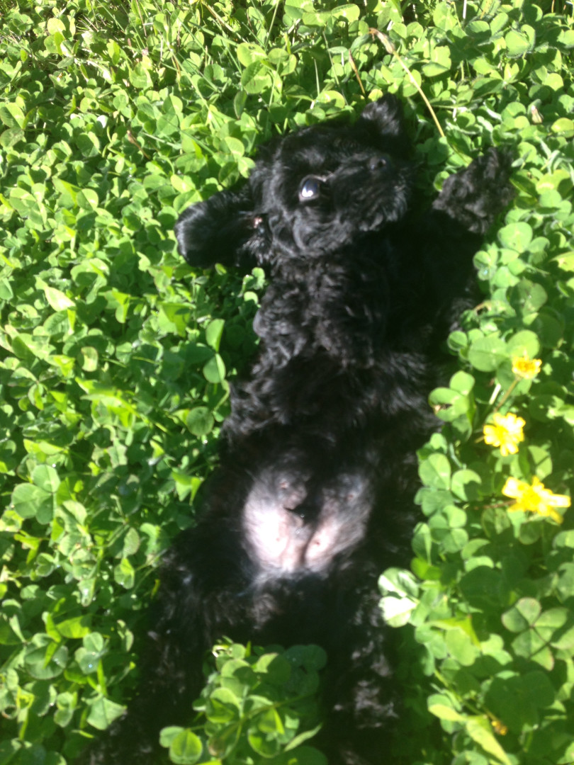 Zeus | America's Favorite Pet