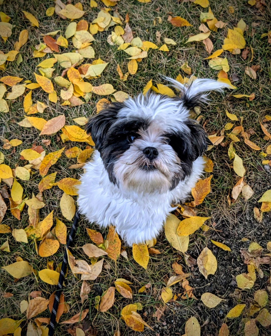 Elton John | America's Favorite Pet