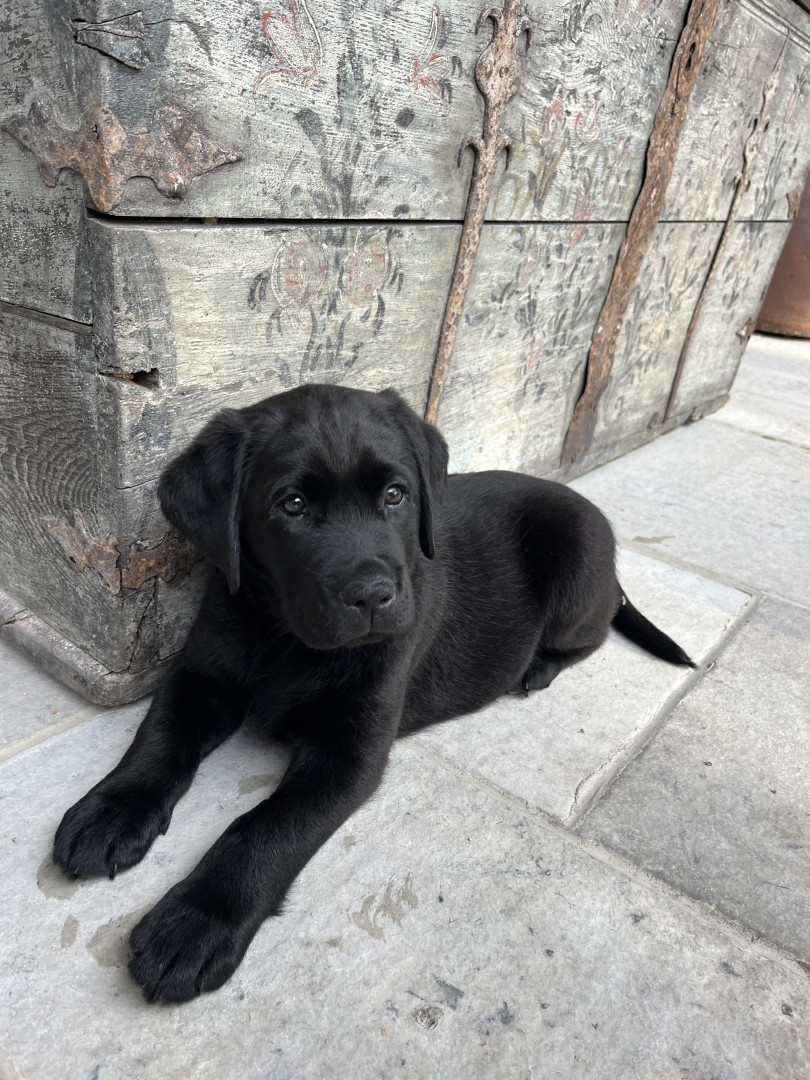 Bodie | America's Favorite Pet