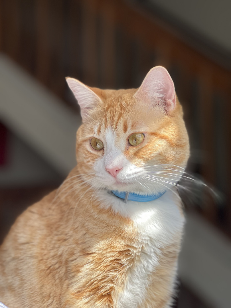 Oli | America's Favorite Pet