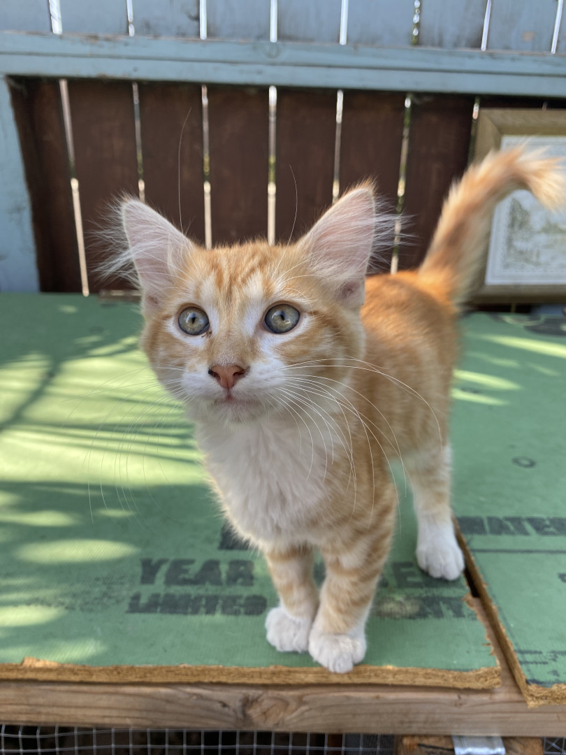 Peach | America's Favorite Pet