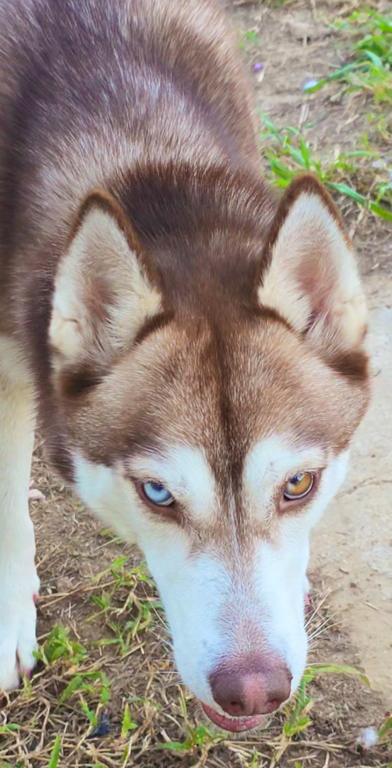 Delta | America's Favorite Pet