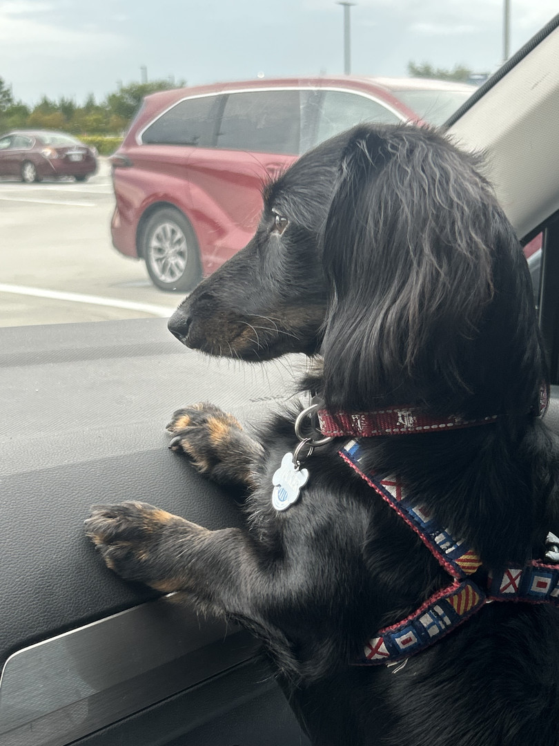 Tucker | America's Favorite Pet