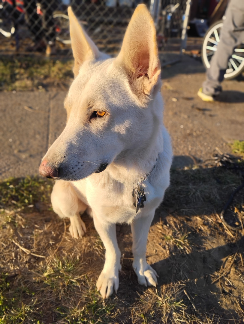 Kilo | America's Favorite Pet