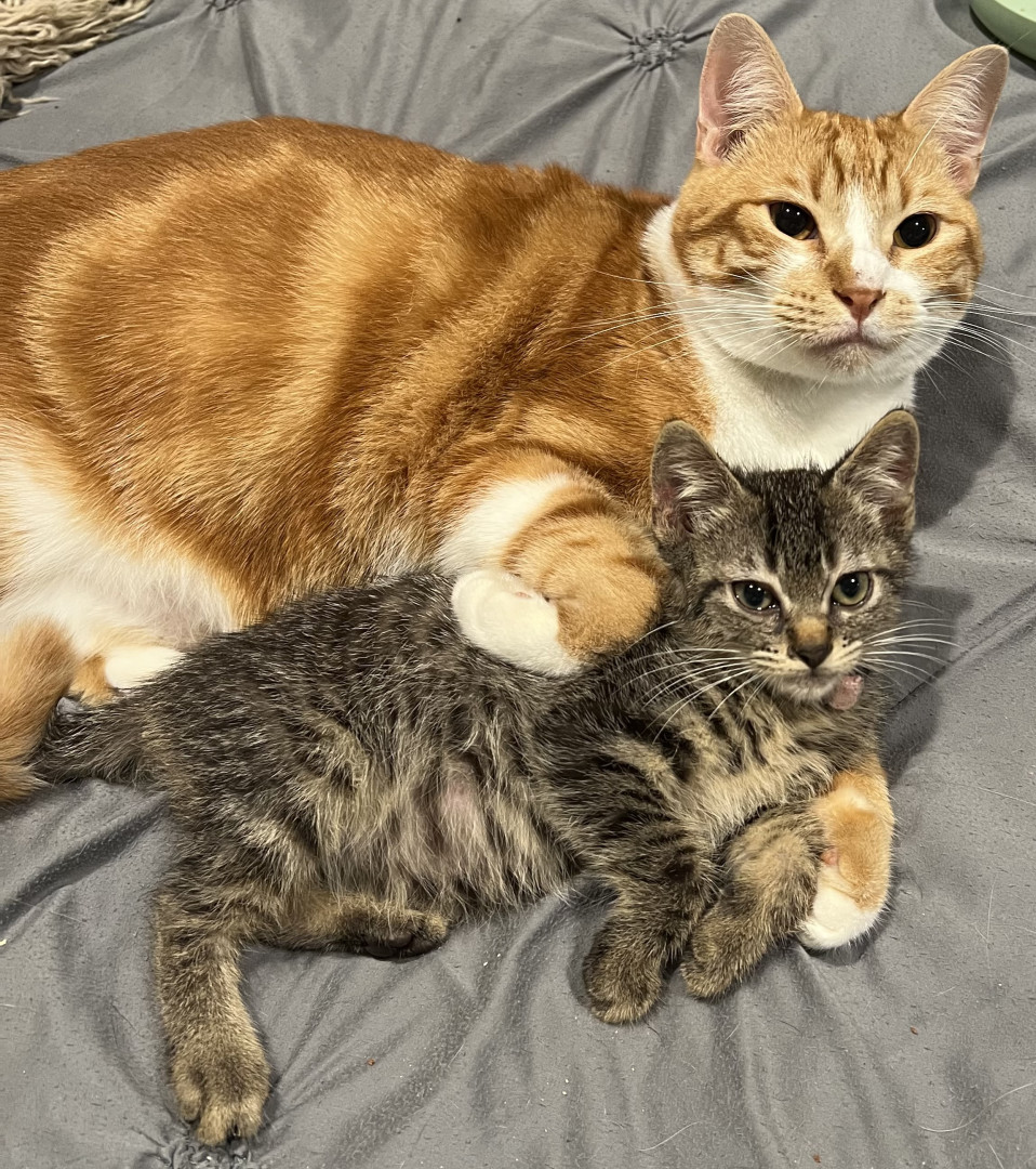 BamBam | America's Favorite Pet