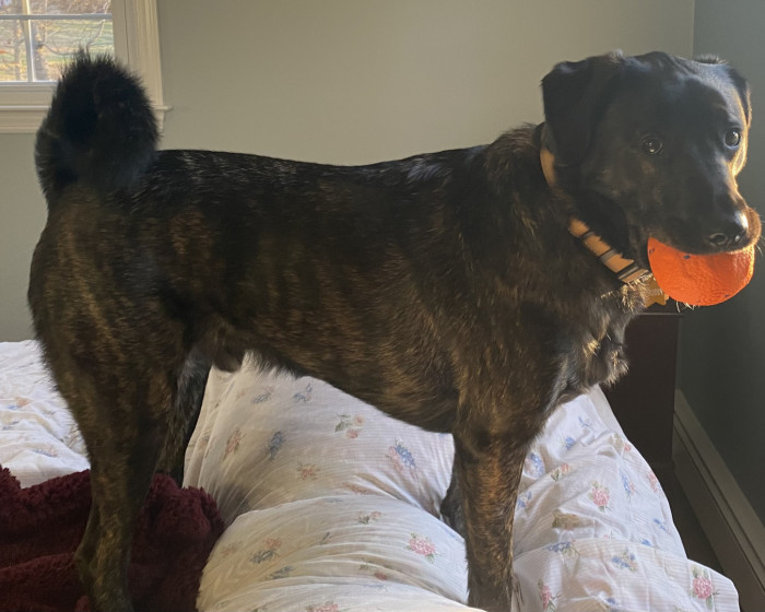 America's Favorite Pet