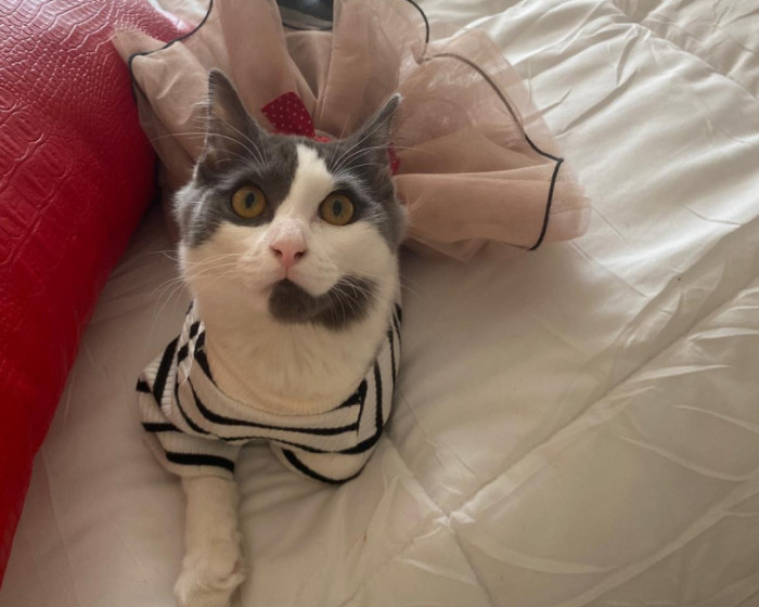 America's Favorite Pet