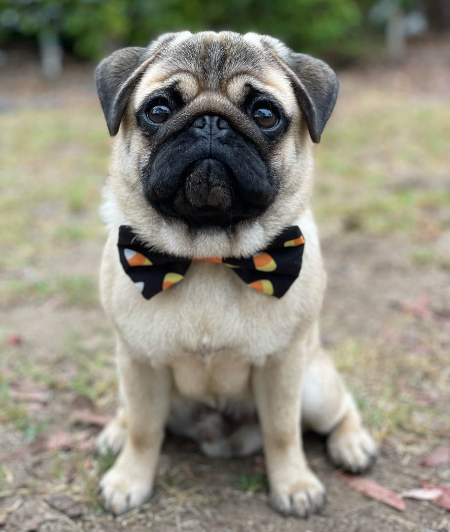 Macklin | America's Favorite Pet