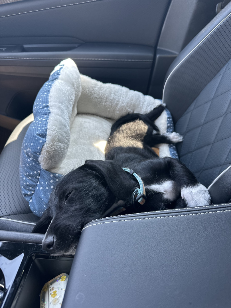 Cyrus Happ | America's Favorite Pet