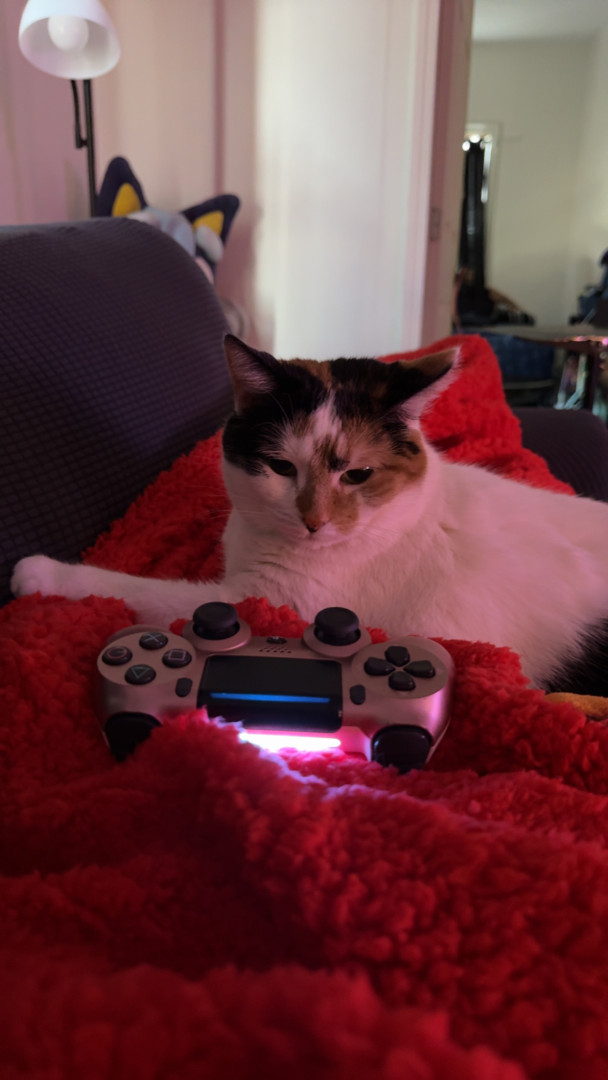 Tiny Cat | America's Favorite Pet