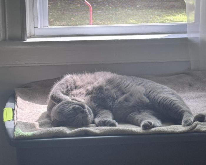 America's Favorite Pet