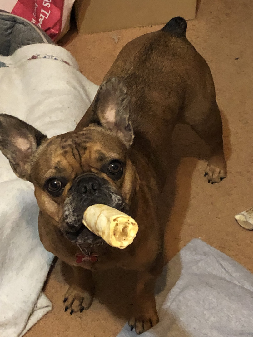 Guido | America's Favorite Pet