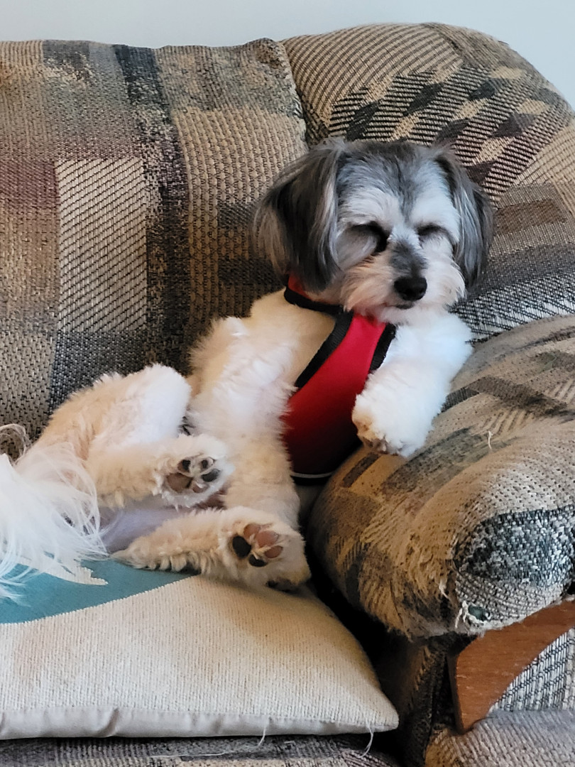 Tux | America's Favorite Pet