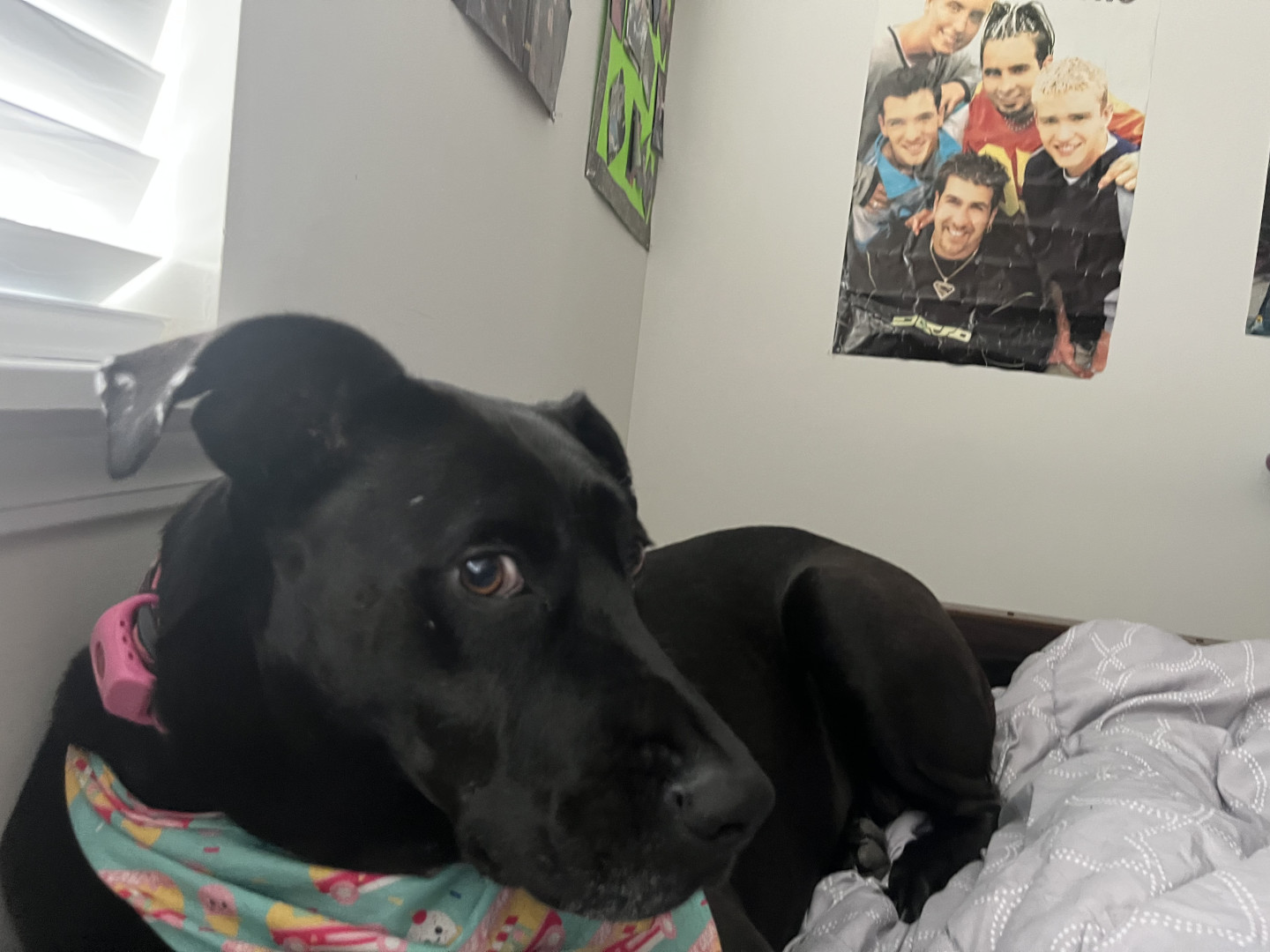 Koda | America's Favorite Pet