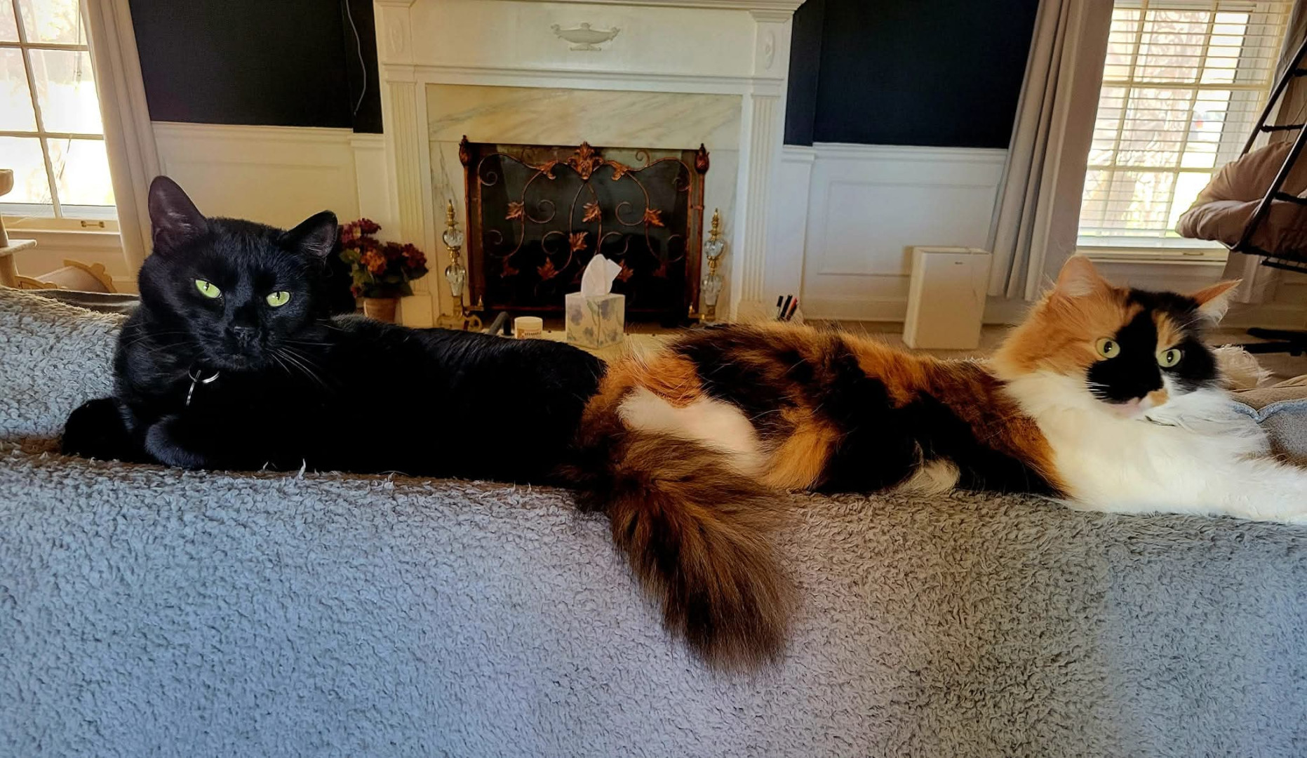 Miss October Pumpkin | America's Favorite Pet