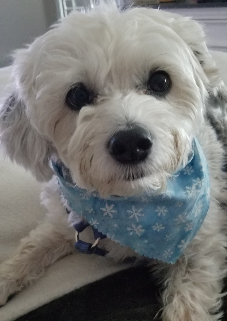 Enzo | America's Favorite Pet