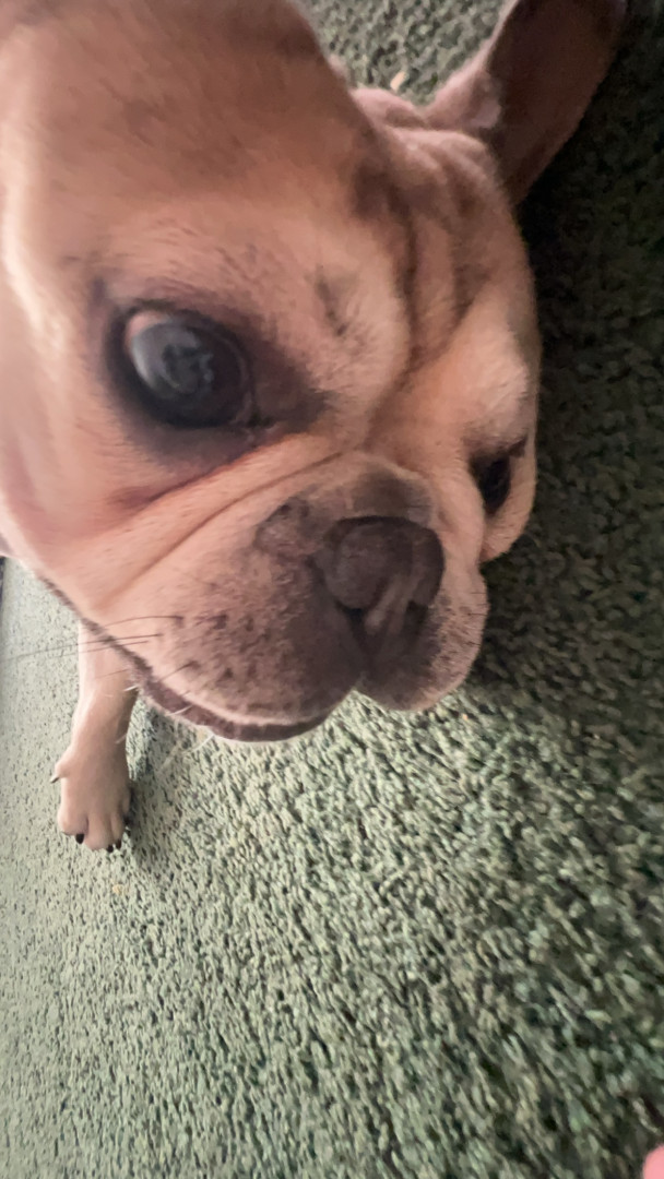 stitch | America's Favorite Pet