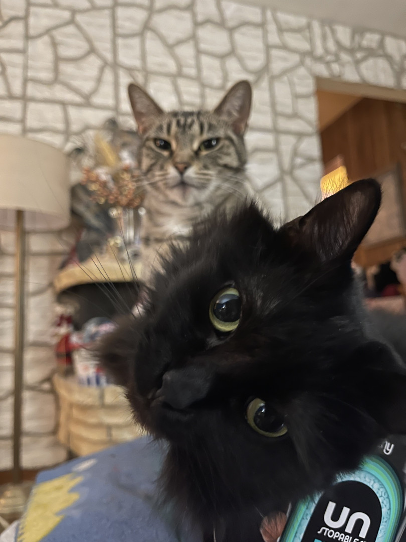 Little Buns | America's Favorite Pet