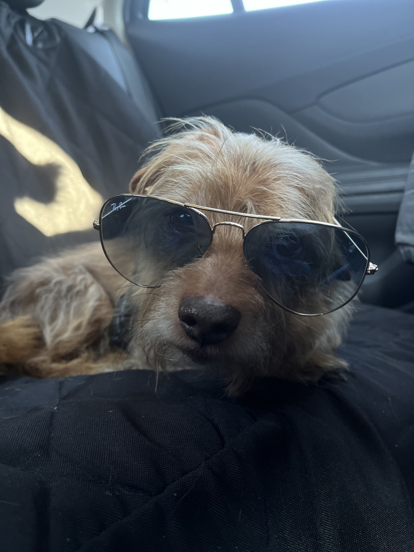 Hades | America's Favorite Pet