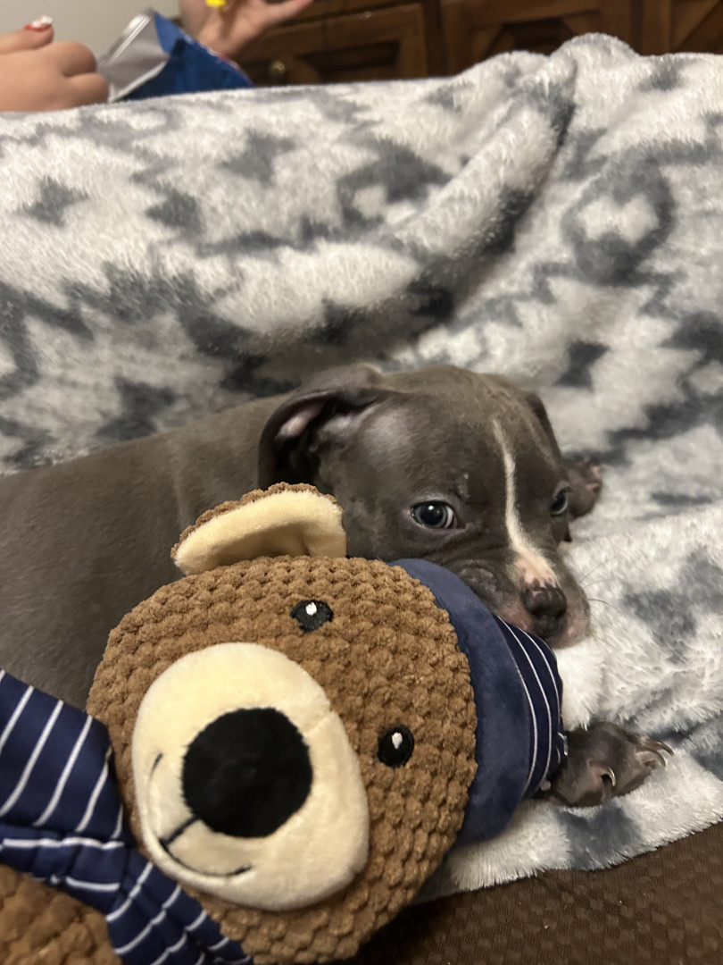 Draco | America's Favorite Pet