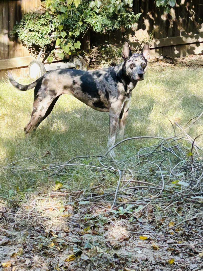 Furlock Bones | America's Favorite Pet