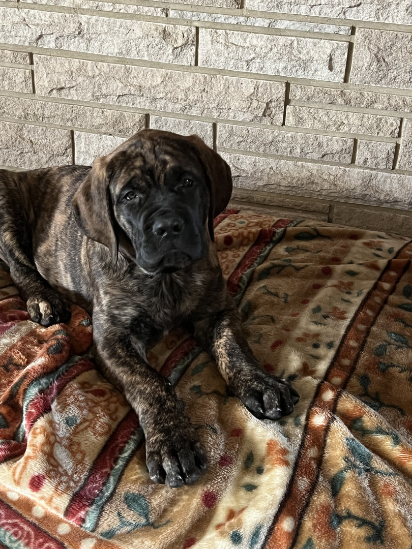 zeus | America's Favorite Pet