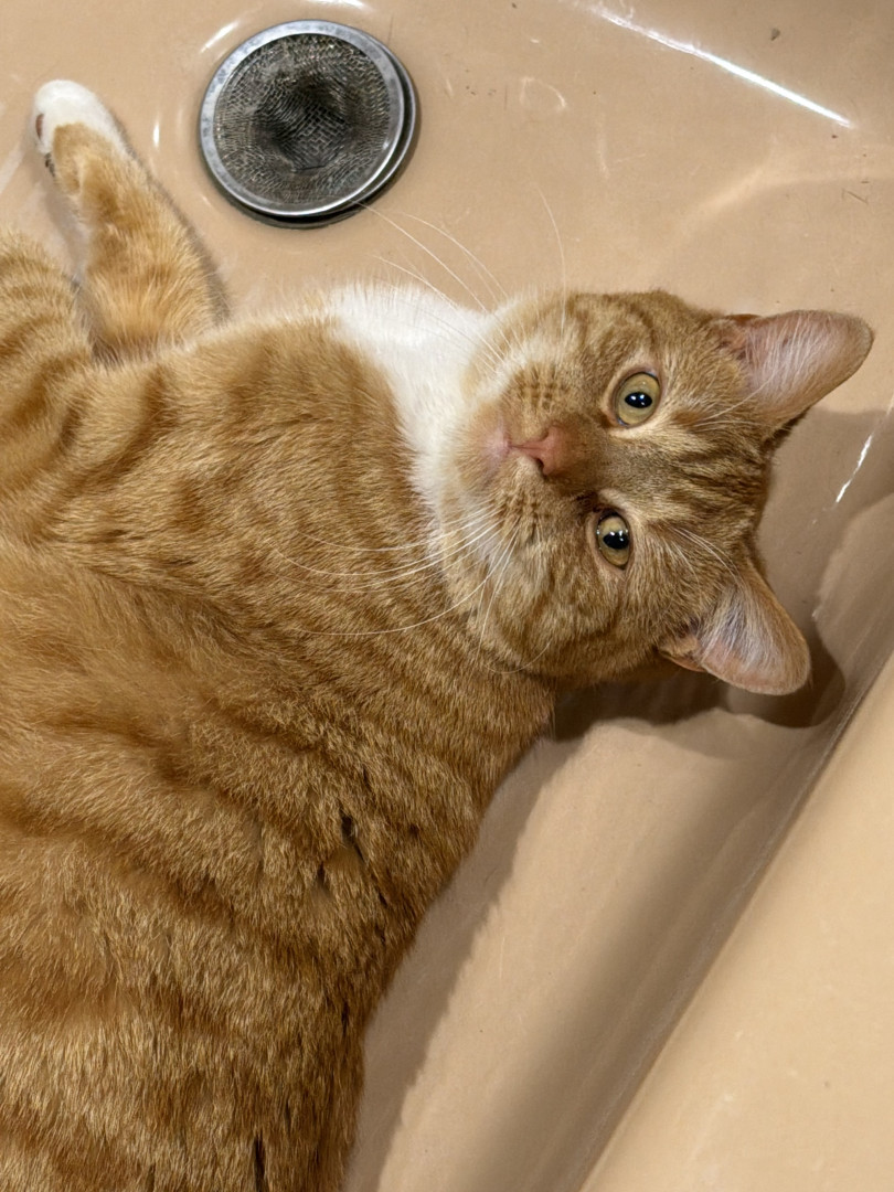 Simba | America's Favorite Pet