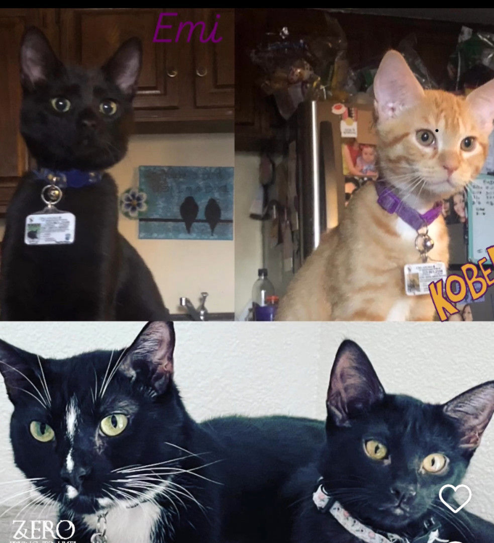 Zero | America's Favorite Pet
