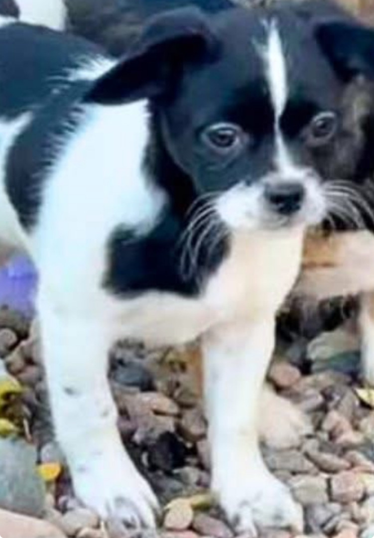 Ellie Mae | America's Favorite Pet