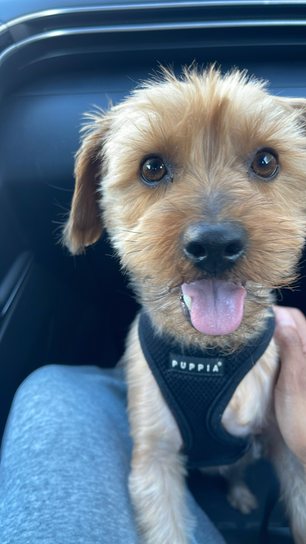 Gizmo | America's Favorite Pet