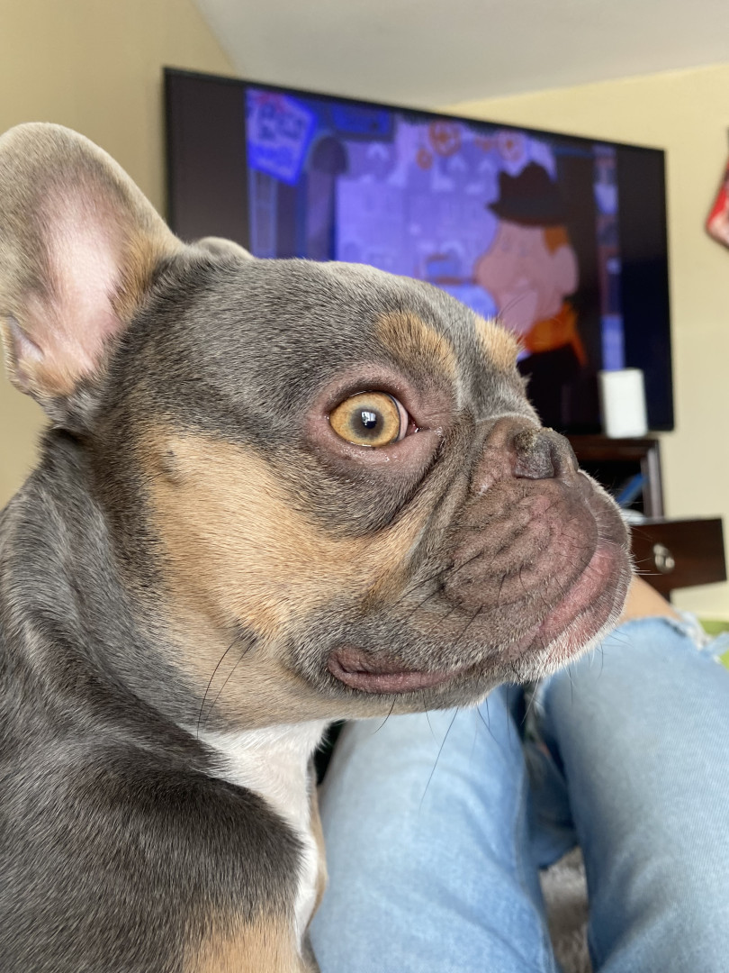 Doug | America's Favorite Pet