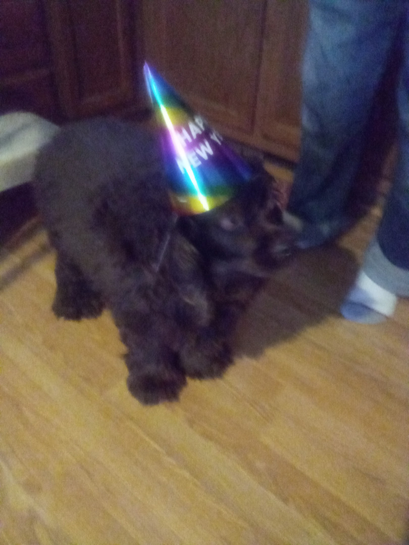 Blackie | America's Favorite Pet