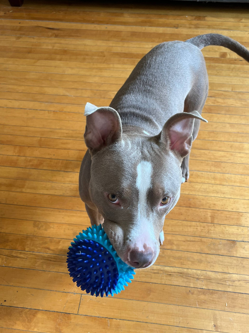 Hunni Money | America's Favorite Pet