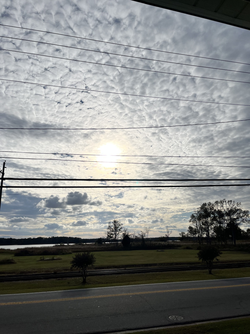 Foxy | America's Favorite Pet