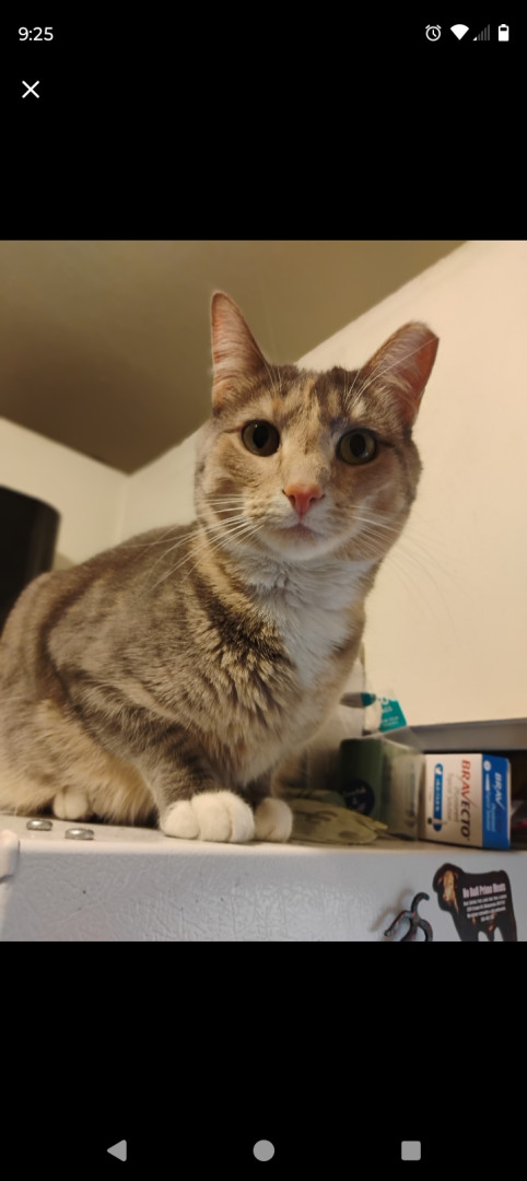 Princess Diarrhea | America's Favorite Pet