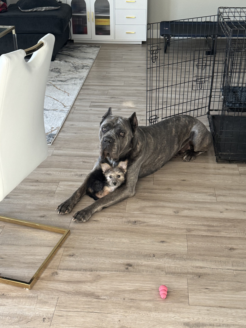 Prime | America's Favorite Pet