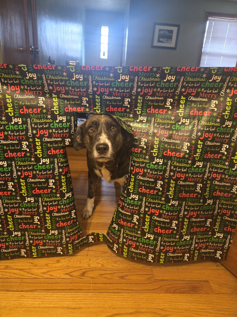 Ruby Rose | America's Favorite Pet