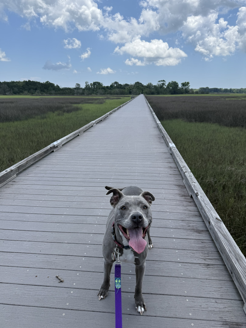 Abbey | America's Favorite Pet