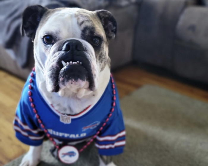 America's Favorite Pet