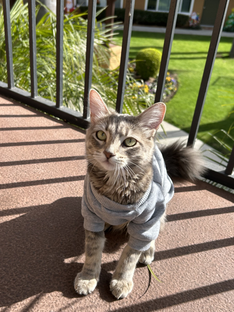 Lady | America's Favorite Pet