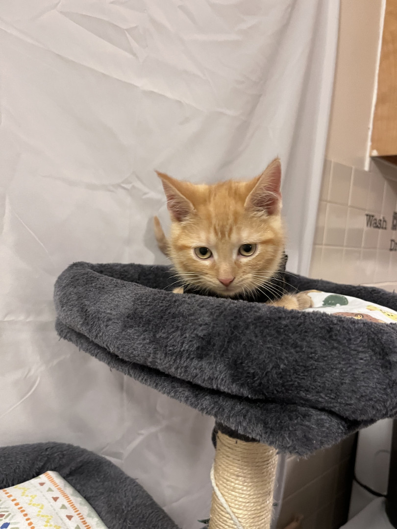 Oliver | America's Favorite Pet