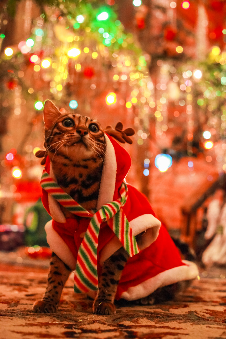 Nemo | America's Favorite Pet