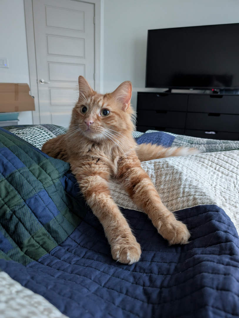 haley westgate | America's Favorite Pet